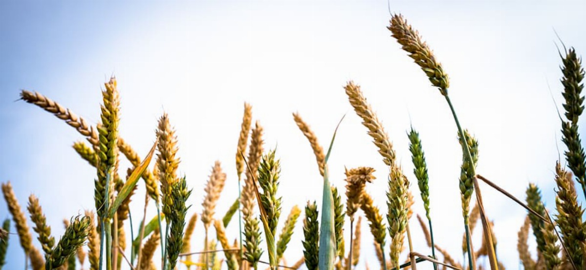 Soñar con Espiga | diccionario del significado de los sueños | MujerdeElite