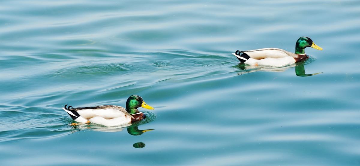 Soñar con Patos | diccionario del significado de los sueños | MujerdeElite
