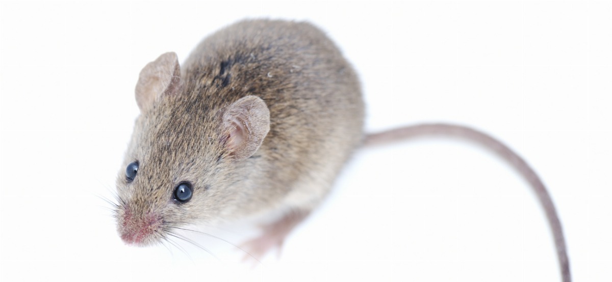 Soñar con Ratón, ratones | diccionario del significado de los sueños ...