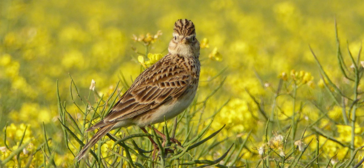 Soñar con Alondra | diccionario del significado de los sueños ...